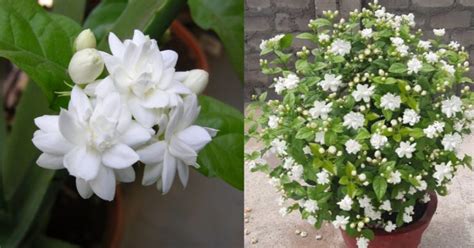 ഈ ഒരു രഹസ്യ സൂത്രം ചെയ്താൽ മതി ഏത് പൂക്കാത്ത മുല്ലയും പൂക്കും മുല്ല കാടു പോലെ വളരാനും കുലകുത്തി