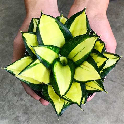 Sansevieria Trifasciata Hahnii Gold Birds Nest Snake Plant Etsy