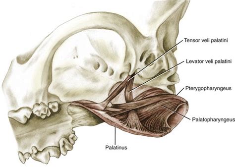 Tensor Veli Palatini Dissection