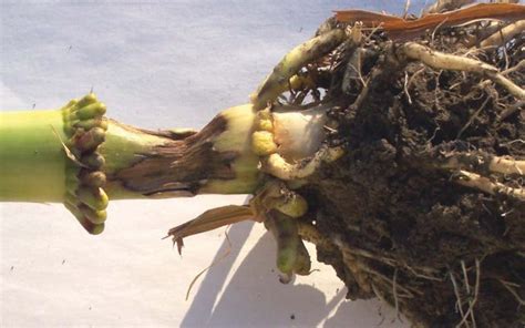Pythium Stalk Rot Thumbnail Pythium Stalk Rot Thumbnail
