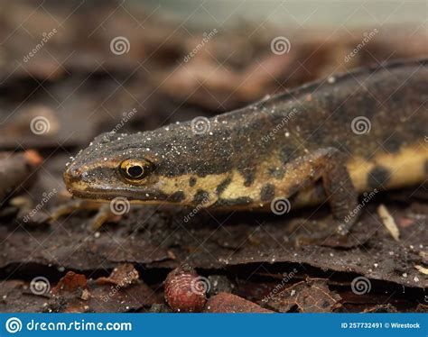 Closeup On A Terrestrial European Common Smooth Newt Lissotriton Vulgaris Stock Image Image