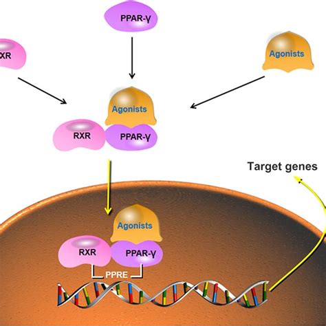 Pparγ Structure The Ab Region Located At The N End Of The Receptor