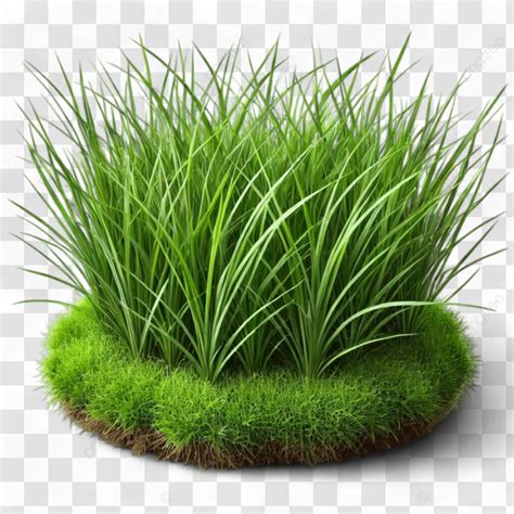 자연스러운 질감을 지닌 무성한 녹색 다발 잔디 패치 자연스러운 질감을 지닌 무성한 녹색 다발 잔디 패치 무성한 녹색 술 잔디 잔디 Png 일러스트 및 이미지 에 대한