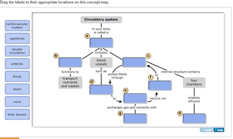 Drag The Labels To The Appropriate Locations In This Concept Map