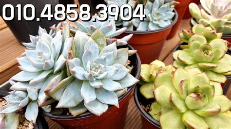 824 분채배송⭐오랜만에 딸래미편~ 새로 입고된 아이들과 따글이들 소개합니다 다육이추천 다육이키우기 다육추천 01048583904 전국택배가능 Youtube