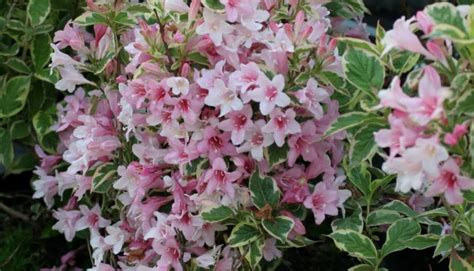 Вайгела Nana Variegata - Weigela Nana Variegata