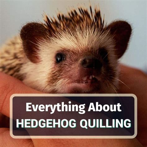 How Do Hedgehog Quills Work At Dorothy Urbanski Blog