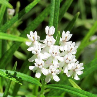 Arizona Milkweed Riparian Butterfly Magnet Southwest Gardener