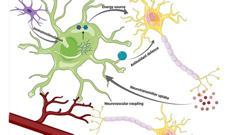 Beyond Synapses Exploring The Astrocytes Role In Neuronal
