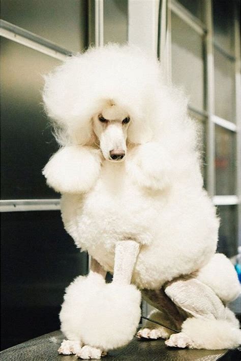 Pin On World Of Standard Poodles