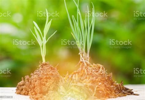 성장 하는 농업 및 생태 녹색 자연 봄 양파 나팔꽃 시드 토양 젊은 식물에 성장 하는 식물 개념에 대한 스톡 사진 및 기타 이미지 개념 계절 꽃봉오리 Istock