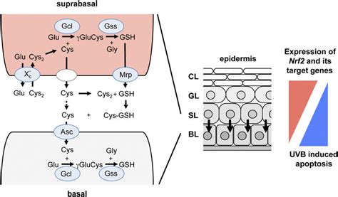 Model Describing Biosynthesis And Recycling Of Gsh In The Epidermis
