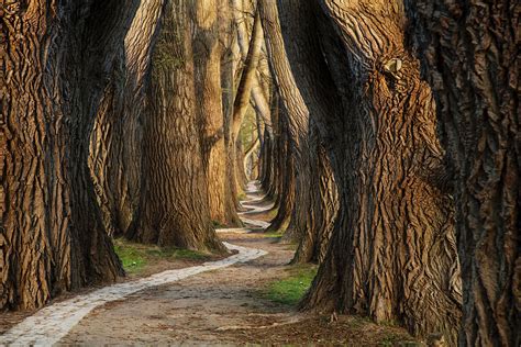 Roads To Roam — Lars Van De Goor