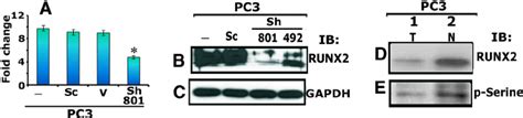 Effects Of Cd44 Knockdown On Runx2 Expression Mrna And Protein And