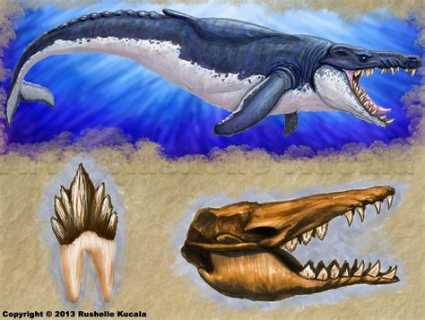 Basilosaurus By TheDragonofDoom On DeviantArt