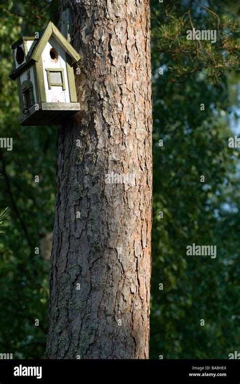 A Nesting Box In A Tree Sweden Stock Photo Alamy