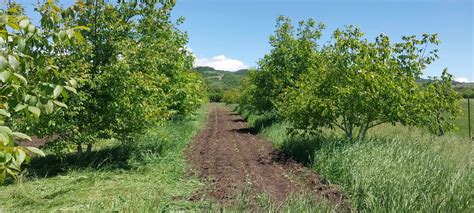 ბორჯომის ხეობა Borjomi Added ბორჯომის ხეობა Borjomi