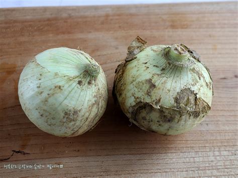 양파볶음 만드는법~양파베이컨볶음 햇양파요리