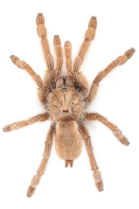 These Tarantulas May Have Evolved Huge Genitalia To Fend Off