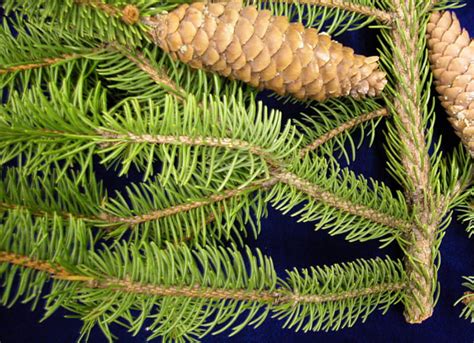 Cum Deosebim Bradul De Molid Paradis Verde