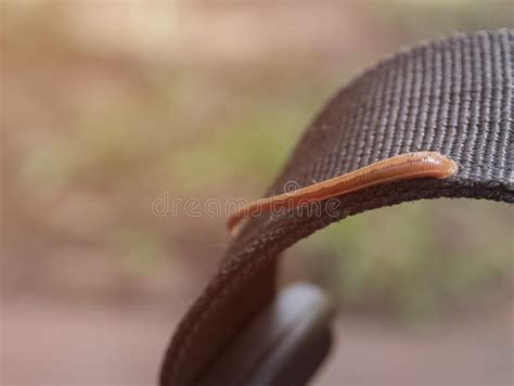 Slug Climb Into The Bag Phu Kradueng Loei Province Stock Image