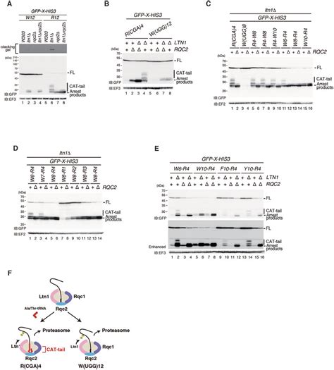 Consecutive Tryptophan Codons Inhibit Cat Tailing By Cga Codon Cluster