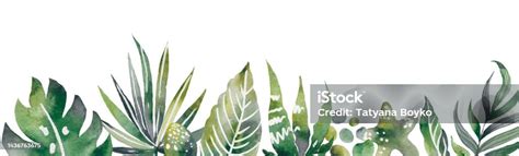 수채화 추상 열대 잎 배경 열대 잎 패턴 녹색 단풍 경계 여름과 봄 디자인 요소 장식 밀림 이국적인 야자수 가지 어두운 숲 비에 대한 스톡 벡터 아트 및 기타 이미지