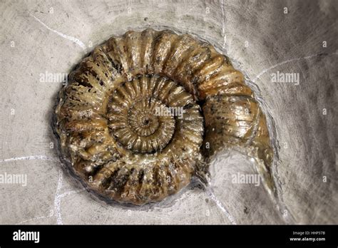 Androgynoceras Ammonite Fossil Prepared From A Green Ammonite Nodule