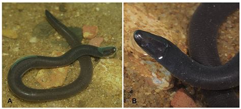 Quái Vật Nửa ếch Rắn Giun Siêu Dị ở Việt Nam Khoahoctv