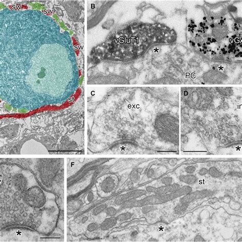 Identification Of Presynaptic Terminals And Postsynaptic Neurons In