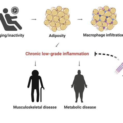 Muscle Bone And Fat Crosstalk The Biological Role Of Myokines Osteokines And Adipokines