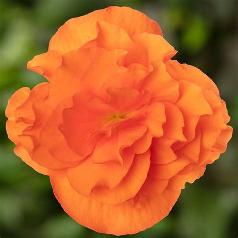 Begonia Seeds Begonia Limitless® Orange Trailing Begonia