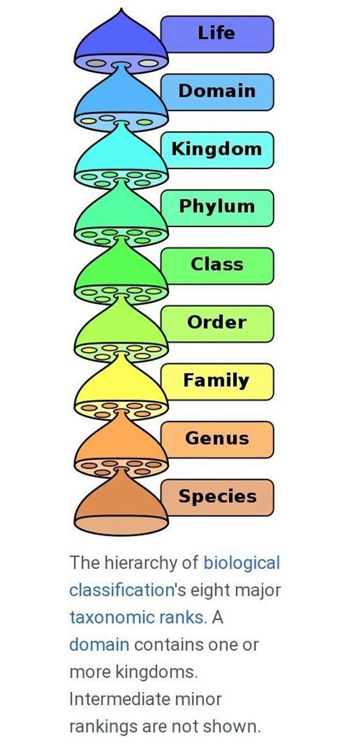 Classification Of Domain And Kingdom