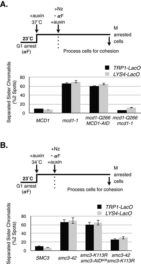 Interallelic Complementation Provides Functional Evidence For Cohesin