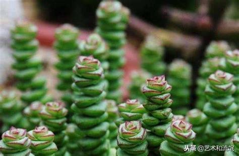 錢串子要怎麼養 有哪些要注意的條件 每日頭條