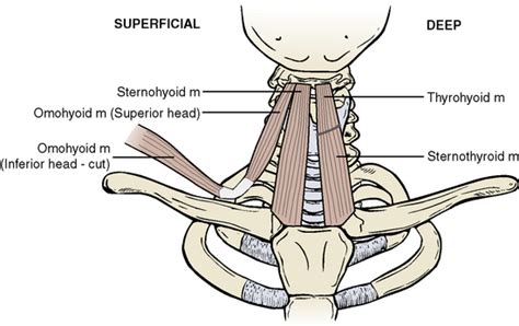 5 The Neck Pocket Dentistry