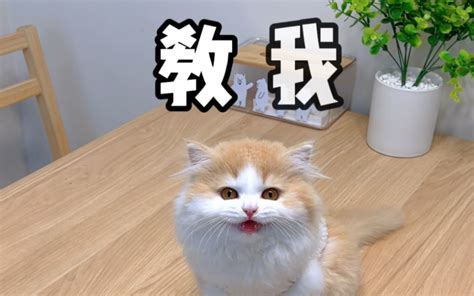 如何让猫咪相信我会魔法 独生子的日常 独生子的日常 哔哩哔哩视频 如何让猫咪相信我会魔法 独生子的日常 独生子的日常 哔哩哔哩视频