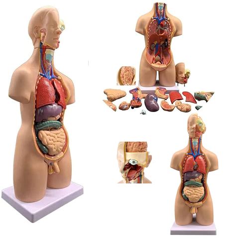 Buy Uigjiog 55cm Human Body Model 19 Pcs Human Torso Anatomy Model With