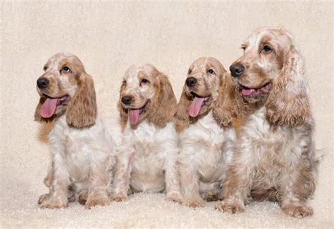 Cocker Spaniel English Dogs Breed Information Omlet