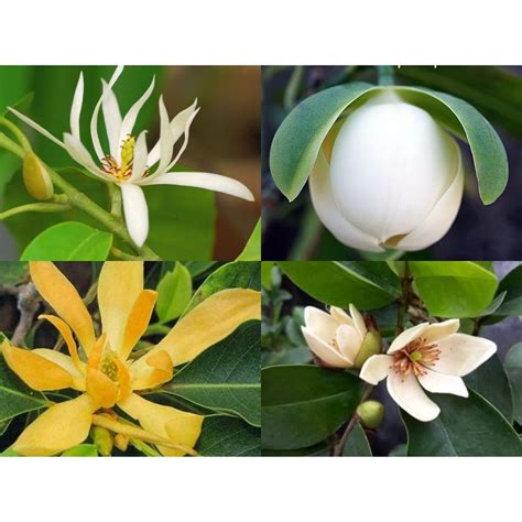 Jual Bibit Tanaman Bunga Cempaka And Bibit Bunga Kantil Bunga Cempaka