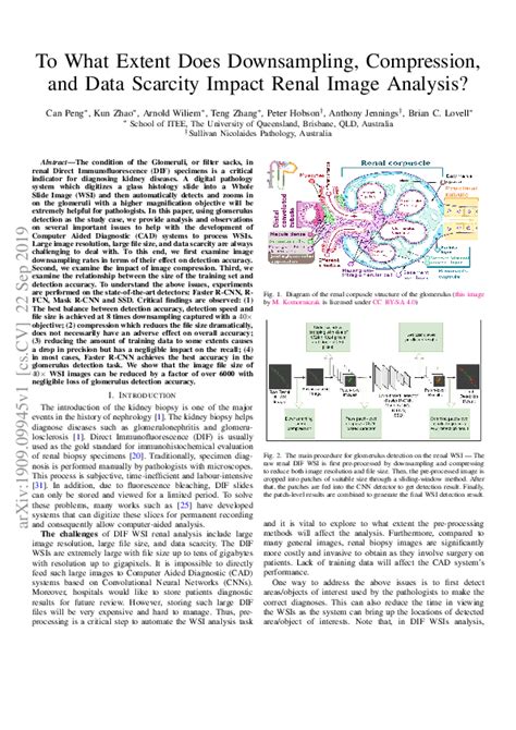 Pdf To What Extent Does Downsampling Compression And Data Scarcity Impact Renal Image Analysis