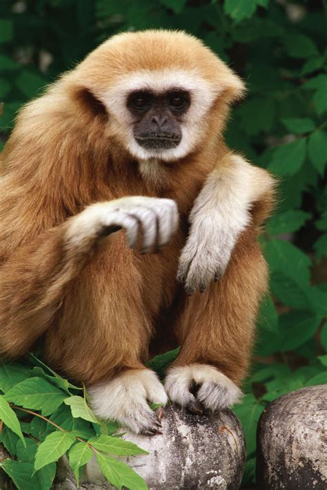 Lesser Ape Primate Britannica