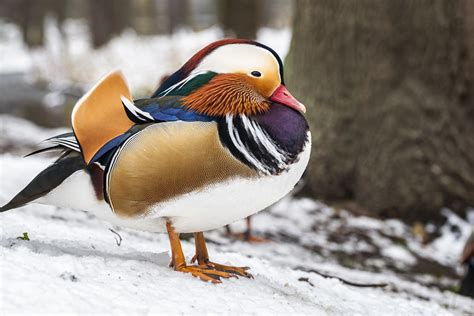 Mandarin Duck Bird Photography Mandarin Duck By The Water Bird With