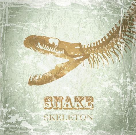 Snake Skeleton Stock Vector Image By ©srazvodovskij 15638785