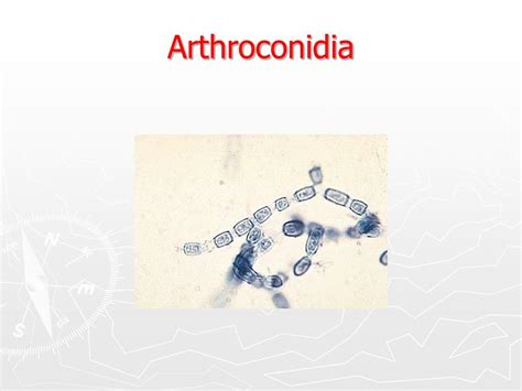 Ppt Introduction Powerpoint Presentation Free Download Id 6675329