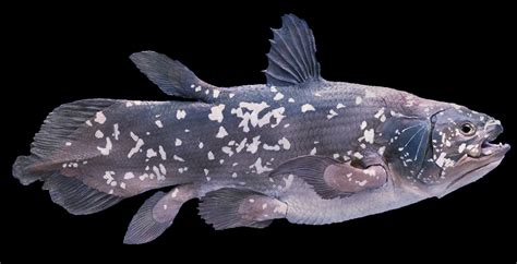 Transitional Fossils Fish