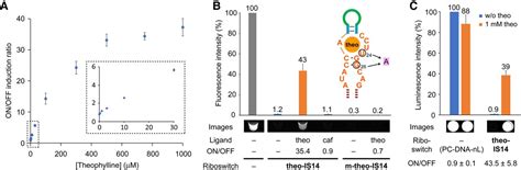 Rational Design Of Eukaryotic Riboswitches That Up Regulate Ires Mediated Translation Initiation