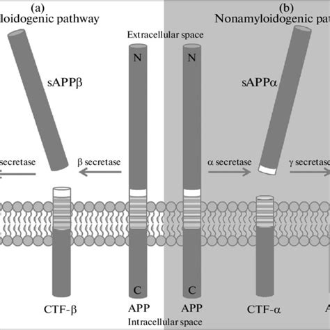 Aβ Production By Proteolytic Processing Of The Amyloid Precursor