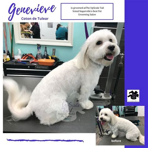 Pin On Coton De Tulear Grooming