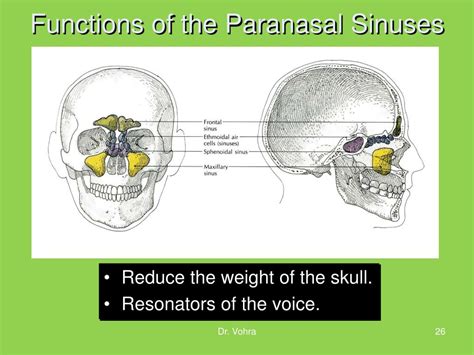 Ppt Nasal Cavity And Paranasal Sinuses Powerpoint Presentation Free Download Id 5409073